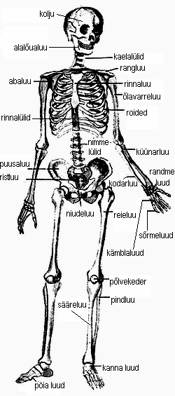 kehakultuur: Inimese kehaosad.